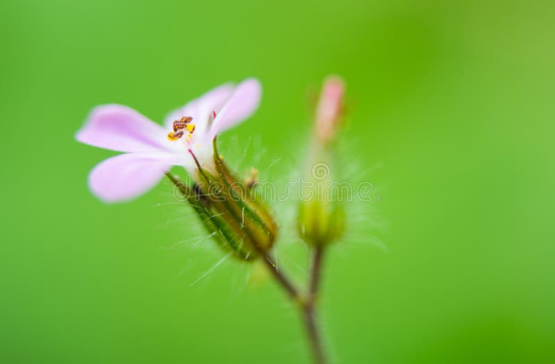 Pink Little Flower Blooming Stock Photo - Image of fresh, beautiful ...