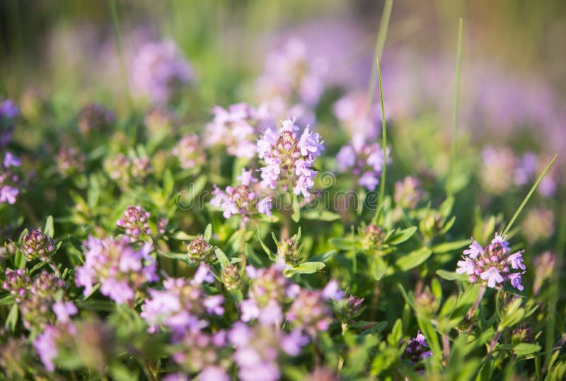 Pink Little Flower Blooming Stock Image - Image of leaf, grandiflora ...