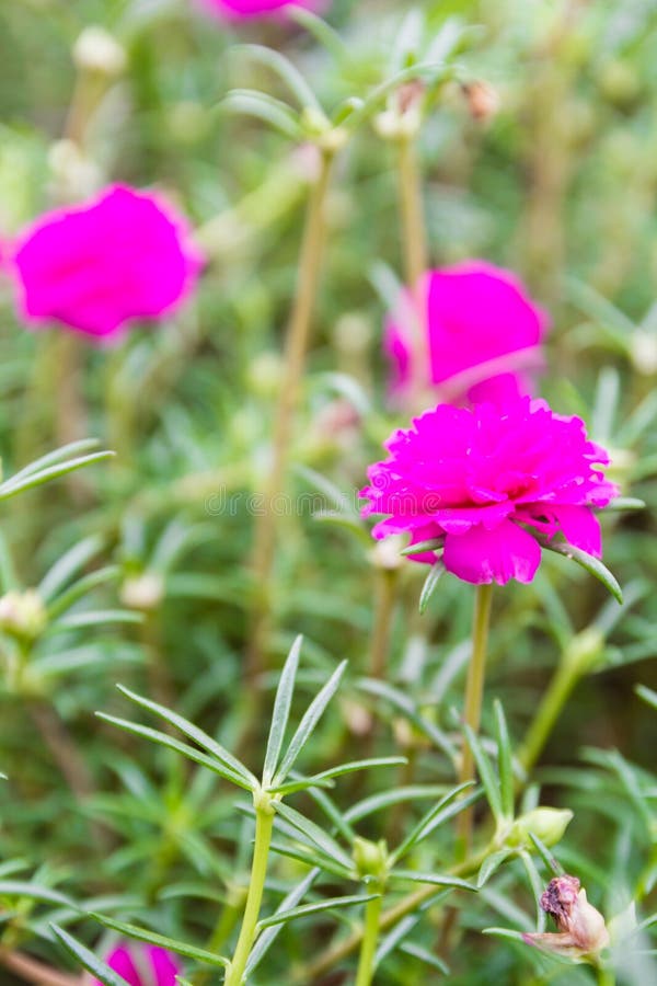 Pink little hogweed stock photo. Image of growth, climate - 31038074