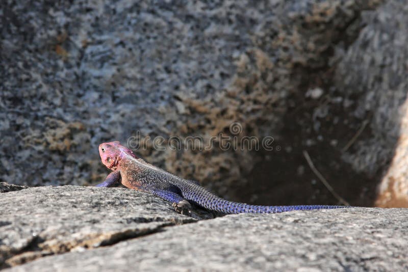 Pink lizard stock image. Image of serengeti, nature, mwanzae - 20794593