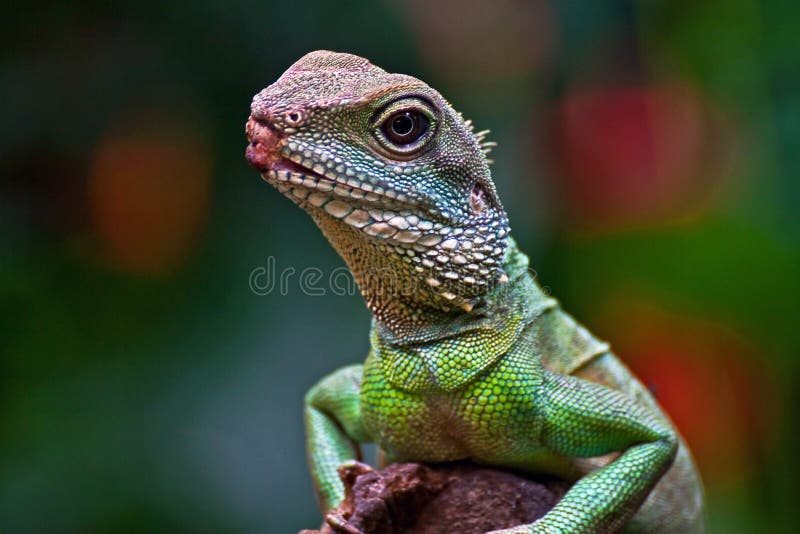Pink Lizzard stock photo. Image of nature, love, animal - 50356930