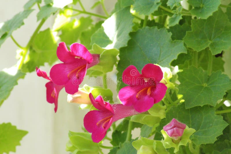Pink Lofos Lophospermum stock photo. Image of vine, compact - 174142958