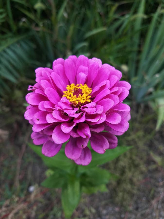A pink lone flower stock image. Image of garden, growing - 136407887