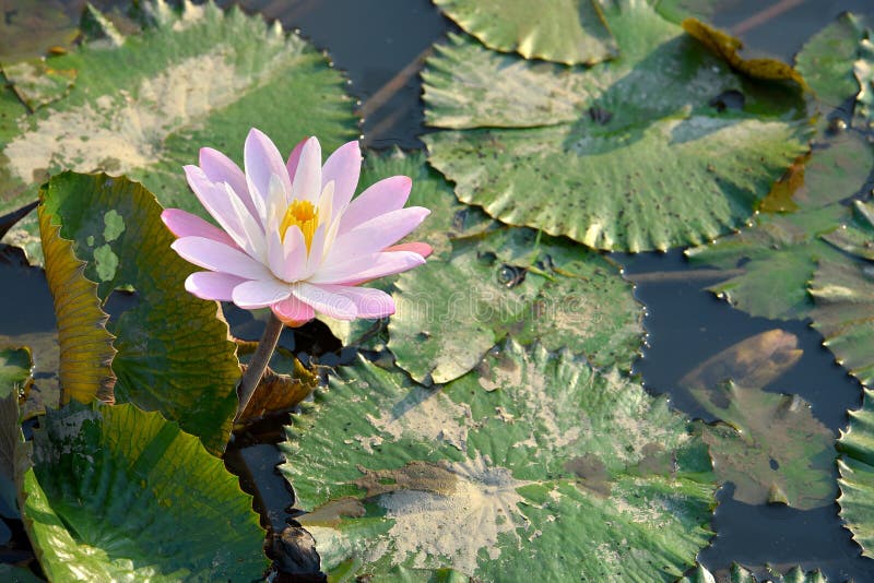 Pink Lotu is in the Lotus Leaf. Stock Image - Image of color, leaf ...