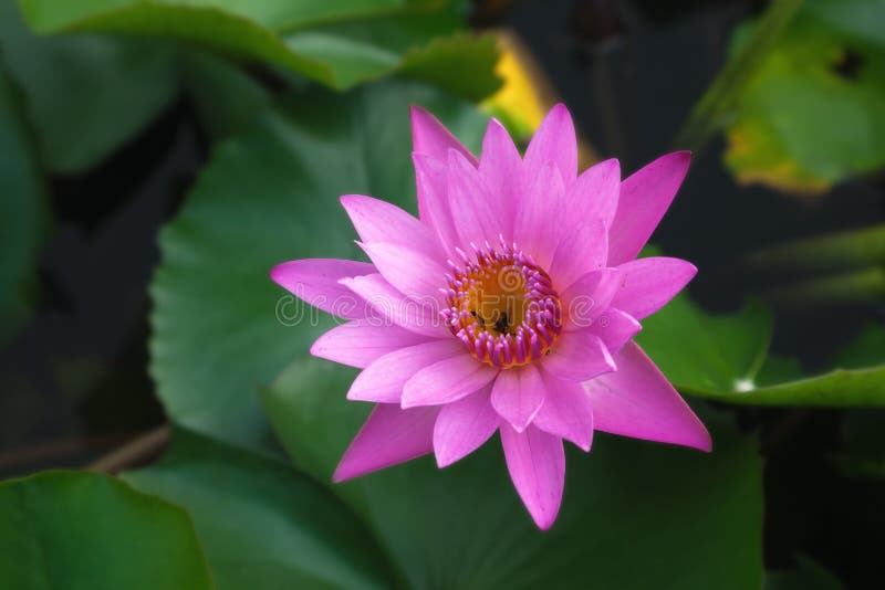 Pink Lotus stock image. Image of color, leaf, petal, water - 17709885