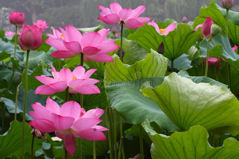 Pink lotus stock image. Image of nature, lotus, beauty - 20522539