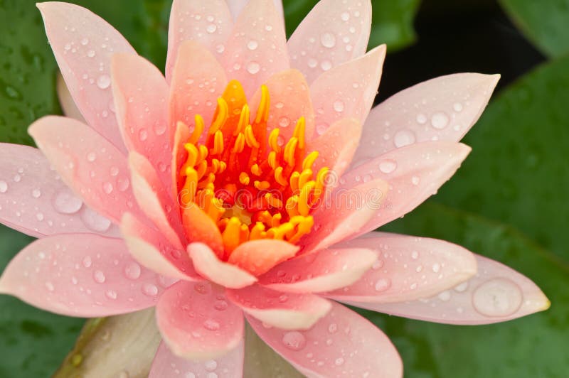 Pink lotus stock image. Image of plant, asia, lotus, color - 15857445