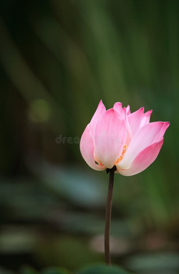 Pink Lotus stock image. Image of blur, bloom, harmony, asian - 398081