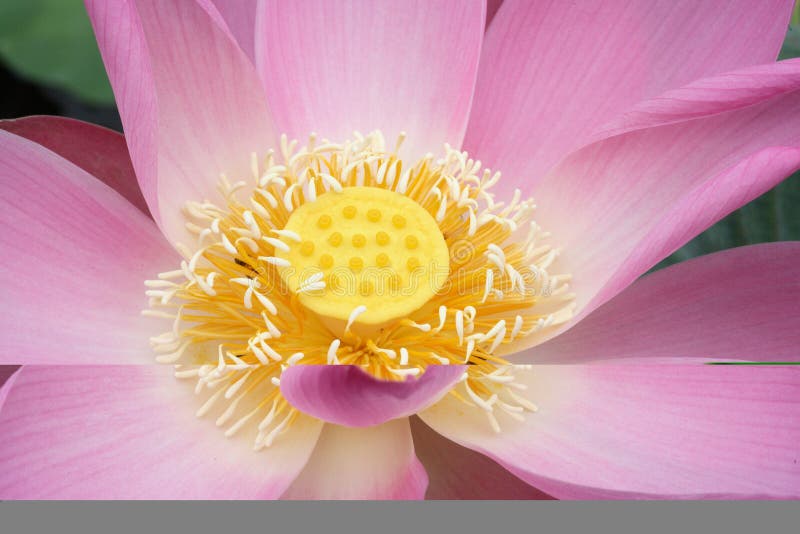 Pink Lotus stock image. Image of lotus, bokeh, beautiful - 402473