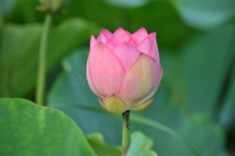 Pink Lotus Picture. Image: 9905201
