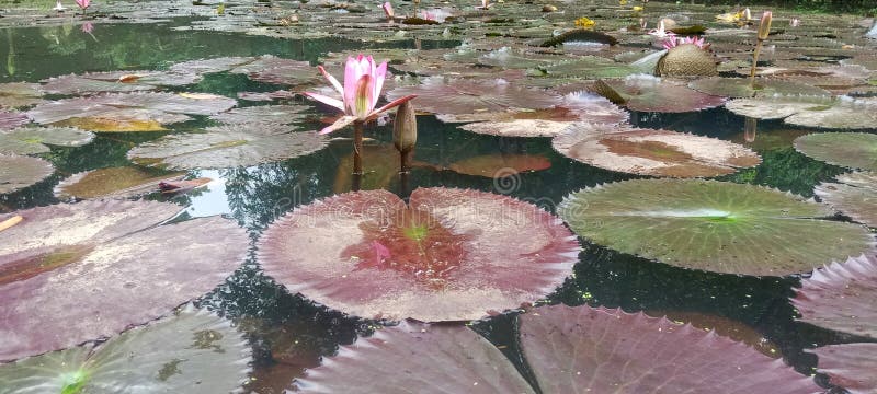 Pink Lotus or Also Called Athaya Which Symbolizes Affection Stock Image ...