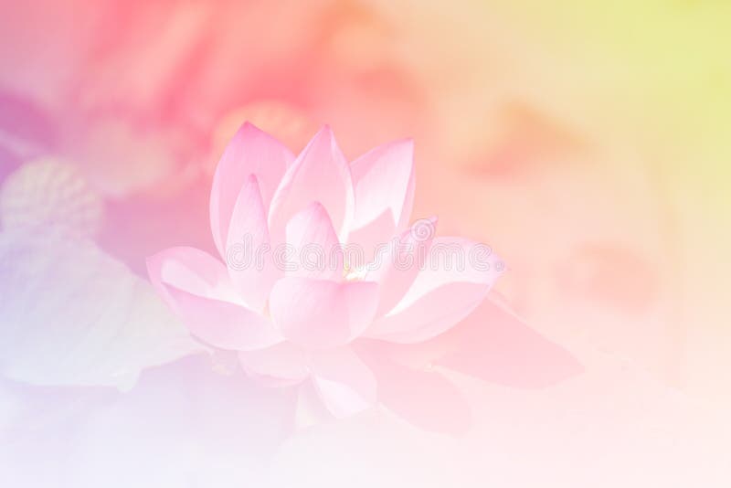 Beautiful Pink Lotus Background Image Select Focus Stock Photo - Image ...