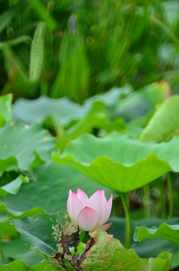 Pink Lotus, Beautiful Pink Flower Standing in Nature Stock Photo ...