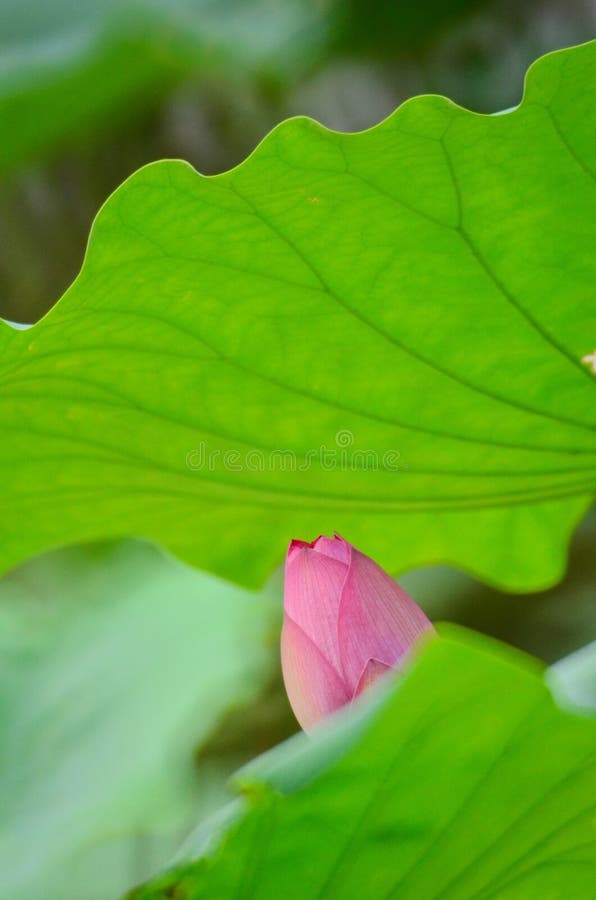Pink Lotus, Beautiful Pink Flower Standing in Nature Stock Image ...