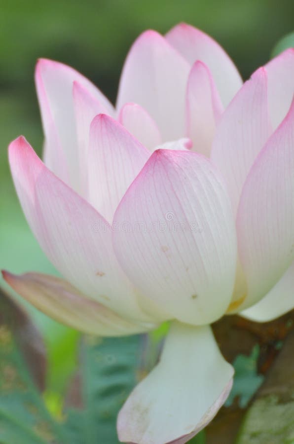 Pink Lotus, Beautiful Pink Flower Standing in Nature Stock Image ...