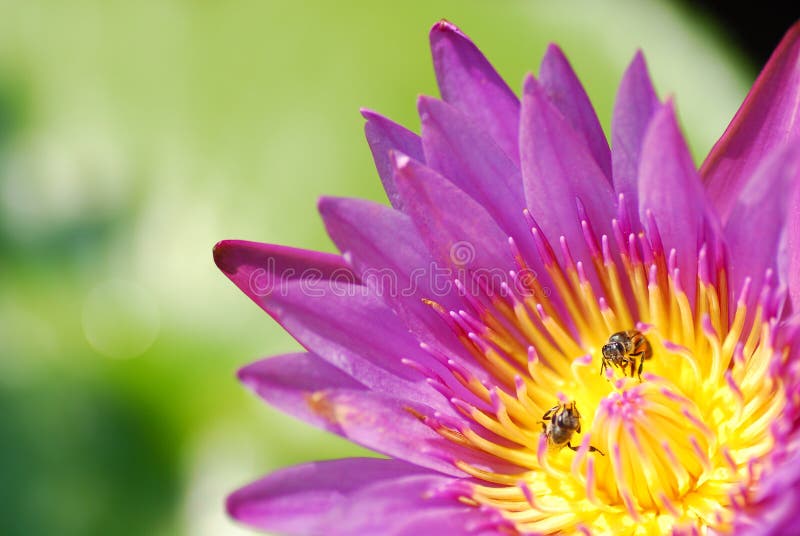Pink lotus with bee stock photo. Image of exotic, growth - 30610746