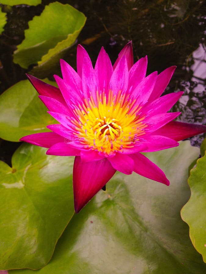 Pink lotus flower editorial photography. Image of scenery - 69446102