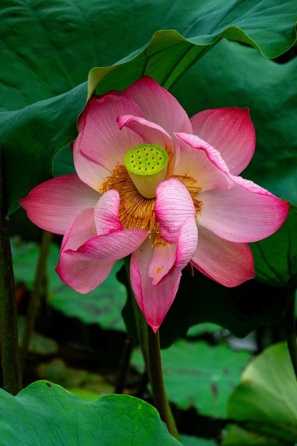 Pink Lotus in Bloom Against the Green Leaves Stock Photo - Image of ...