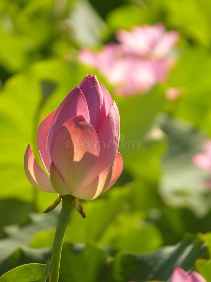 Pink lotus bloom stock photo. Image of pink, green, freshness - 95292072