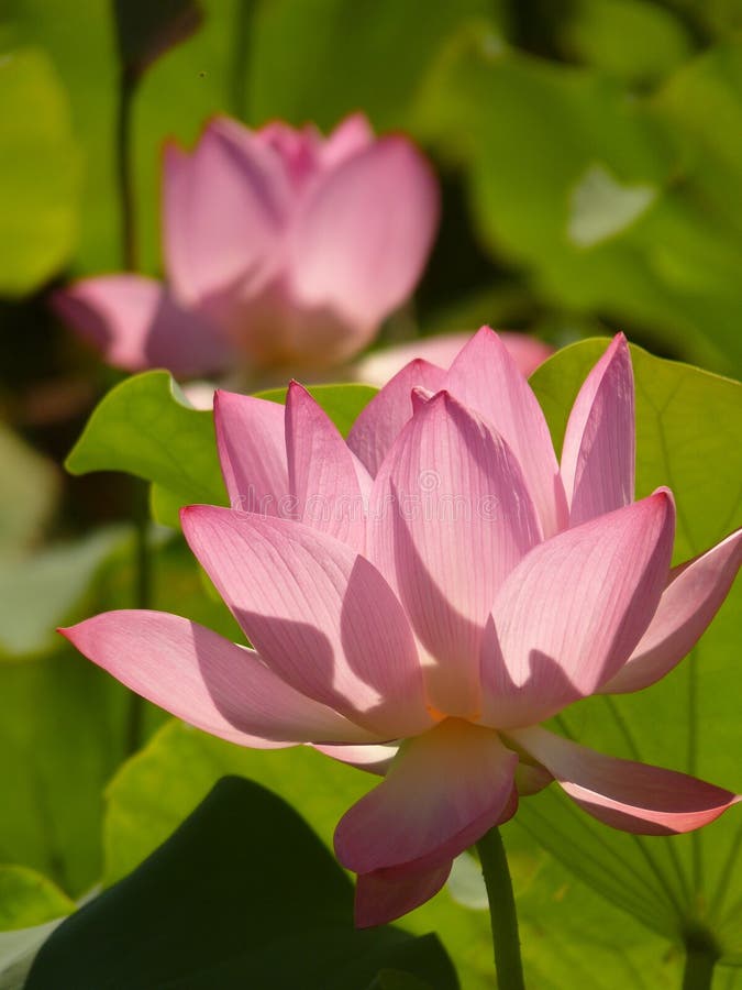 Pink lotus bloom stock image. Image of green, leaves - 95293203