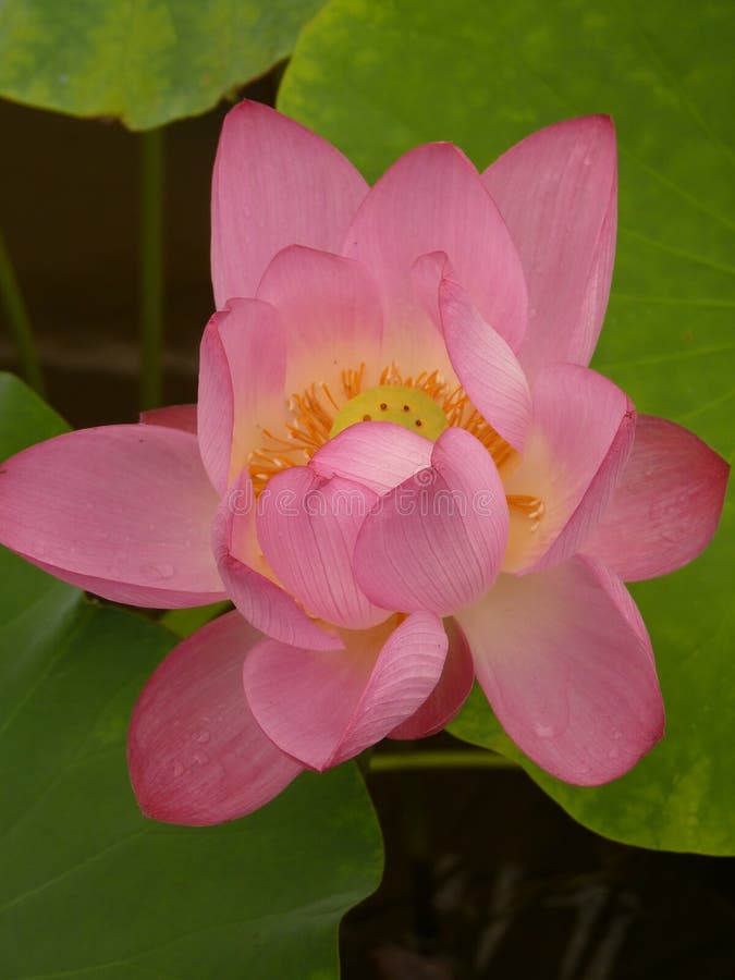Pink lotus bloom stock photo. Image of lotus, pink, plant - 95296296