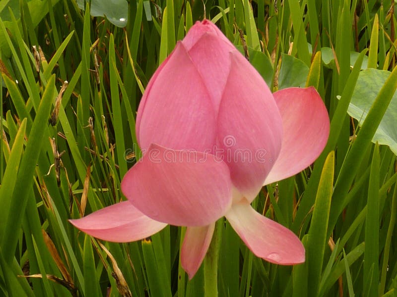 Pink lotus bloom stock photo. Image of lotus, pink, bloom - 95296298