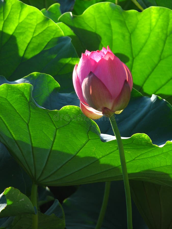Pink lotus bloom stock image. Image of bloom, perennial - 95298009