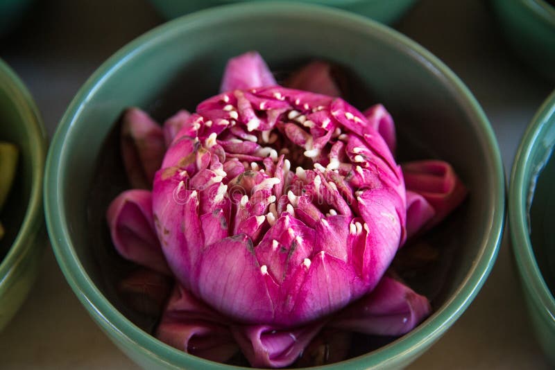 Pink lotus stock photo. Image of botany, meditation, pond - 59081784