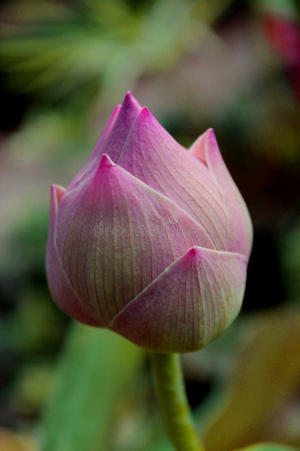 Pink lotus bud so amazing stock image. Image of vertically - 309961777