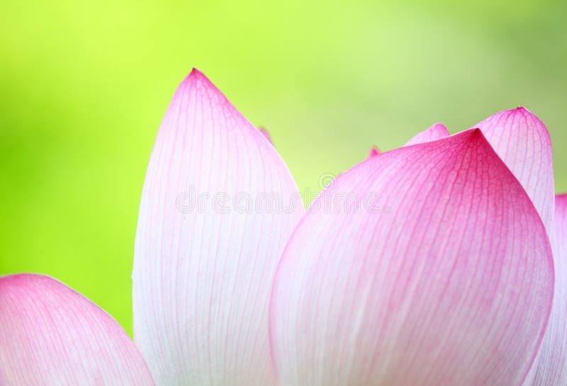 Pink lotus close up stock photo. Image of fragrant, detial - 32027618