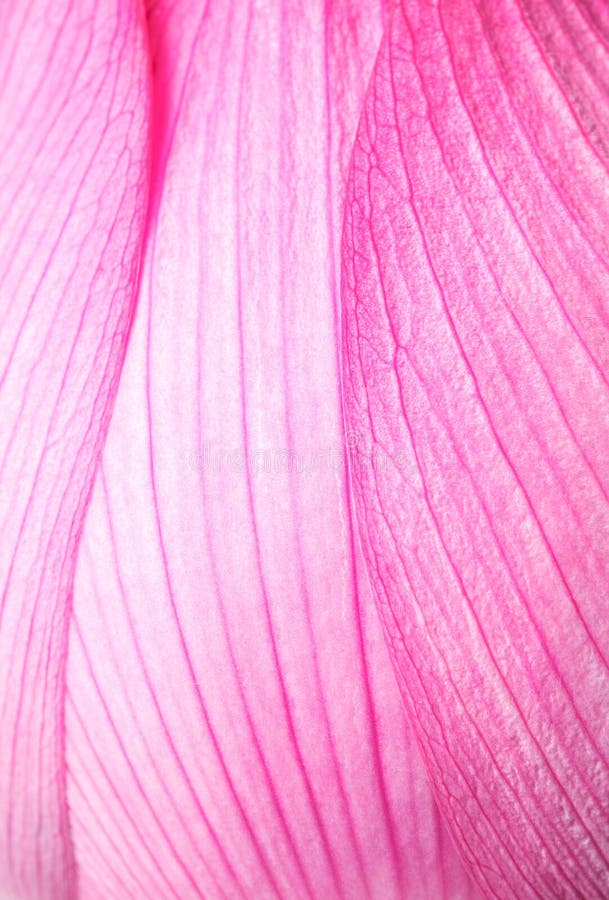 Pink lotus close up stock photo. Image of closeup, bloom - 32136658