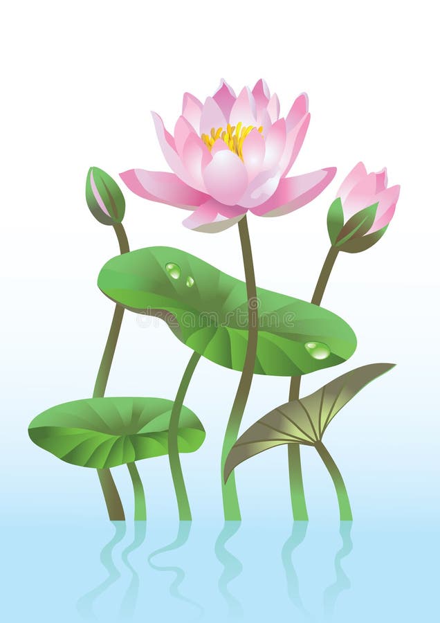 Pink lotus flower stock vector. Illustration of drawing - 32020407