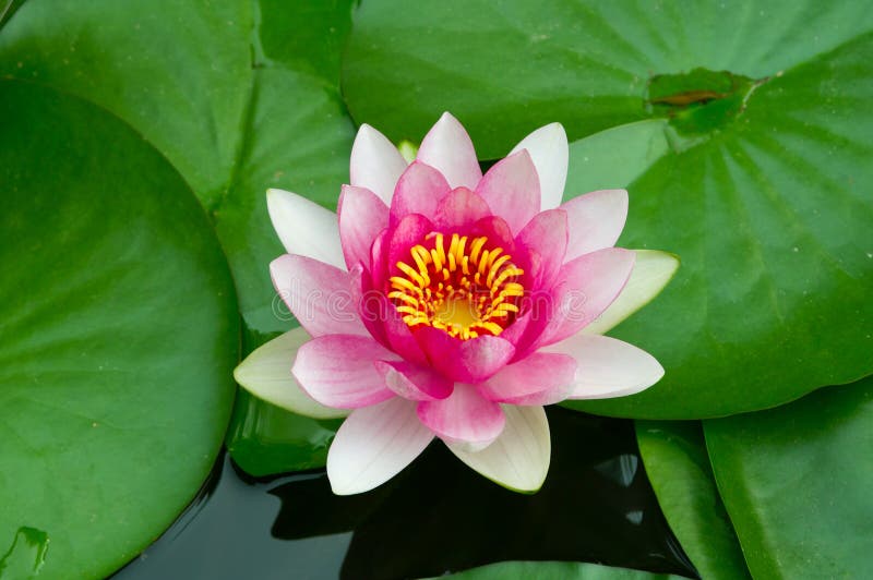 Pink lotus flower stock photo. Image of lotus, nature - 21067078