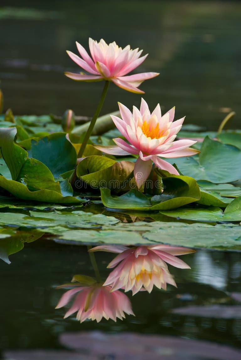 2,245 Lotus Flower Yoga Symbol Stock Photos - Free & Royalty-Free Stock ...