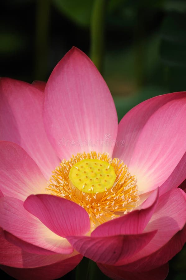 Pink Lotus flower stock photo. Image of buddha, aroma - 25789186