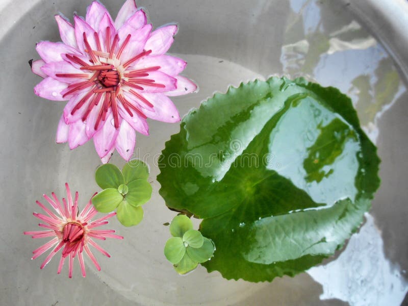 Pink lotus flower stock image. Image of lush, growth - 37510685