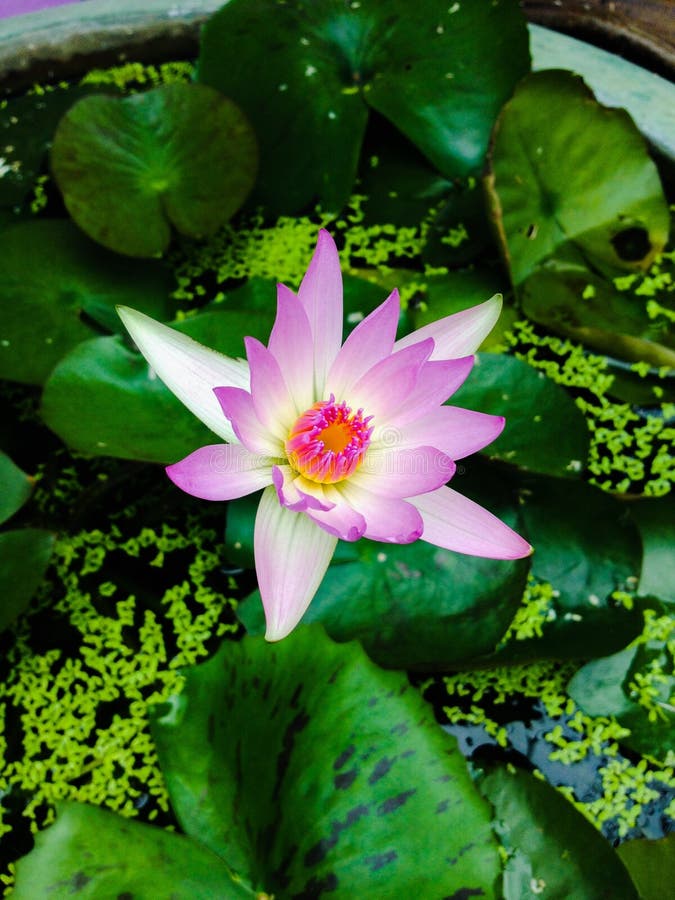 Pink lotus flower editorial stock image. Image of plants - 67631329