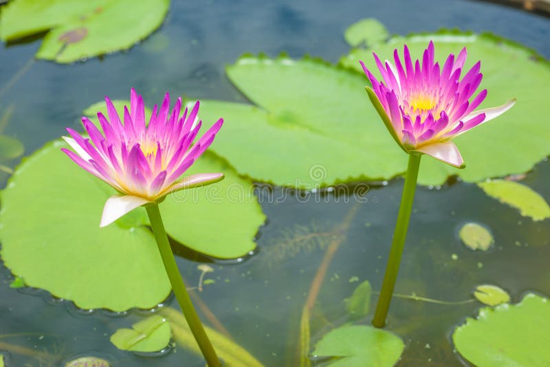 A pink lotus stock image. Image of pink, lotus, flower - 42615699