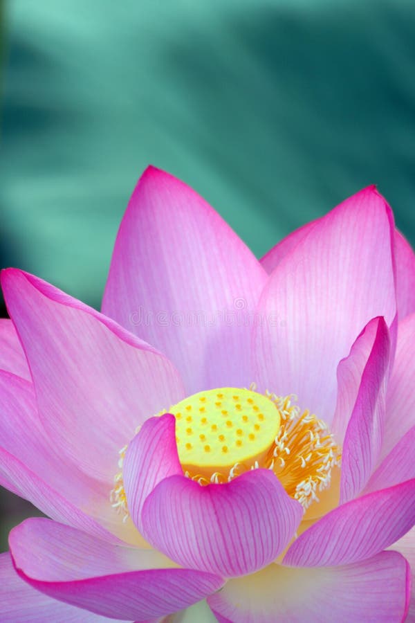 Pink Lotus Flower stock image. Image of nature, lotus - 9700283