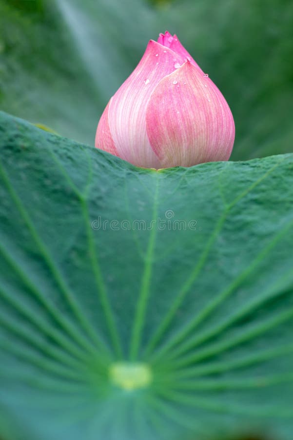 Pink Lotus flower stock image. Image of pink, plants - 124340395