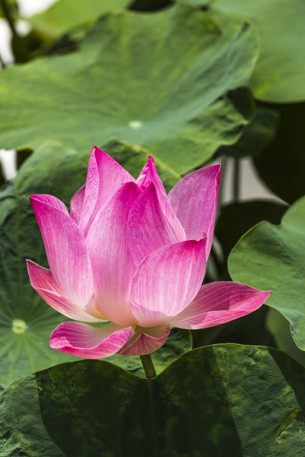 Pink Lotus stock photo. Image of park, detail, botanical - 36106280