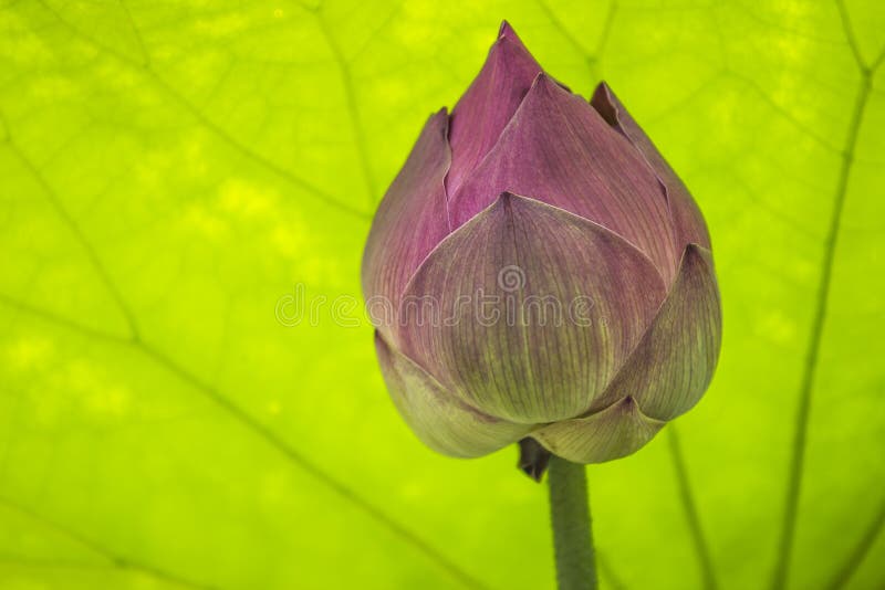 Pink Lotus stock photo. Image of aquatic, flower, pink - 39610896