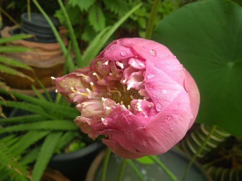 The Lotus Flower Growth from Mud. Stock Photo - Image of beautifully ...