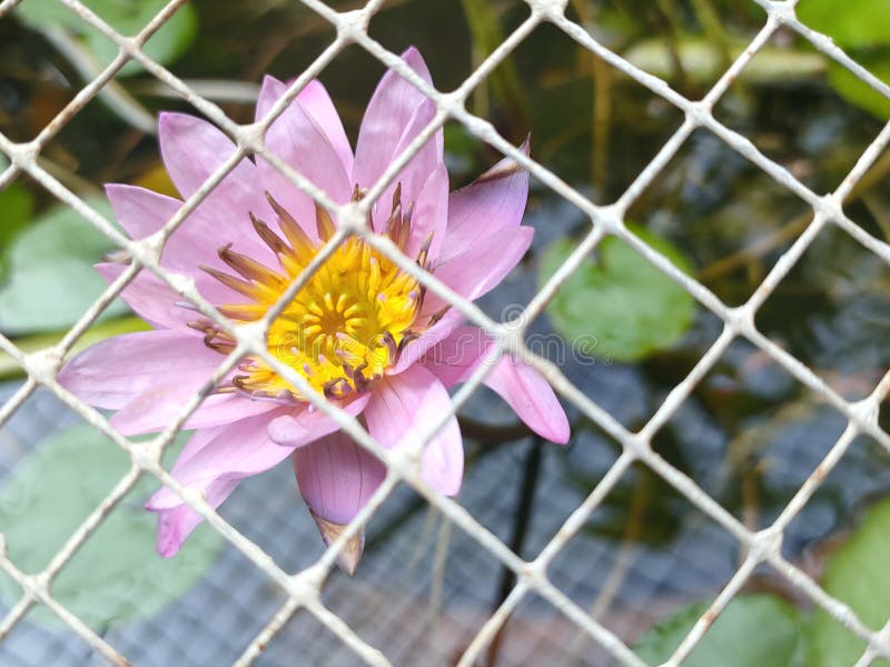 The Pink Lotus Flower Behind the Iron Cage Stock Image - Image of pink ...