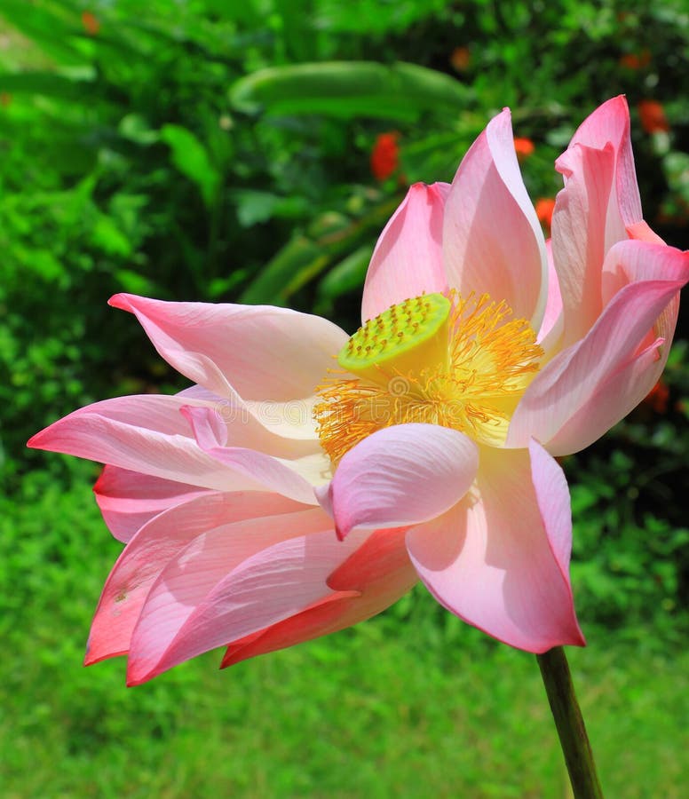 Blossoming Lotus Flower stock photo. Image of botany - 17697648