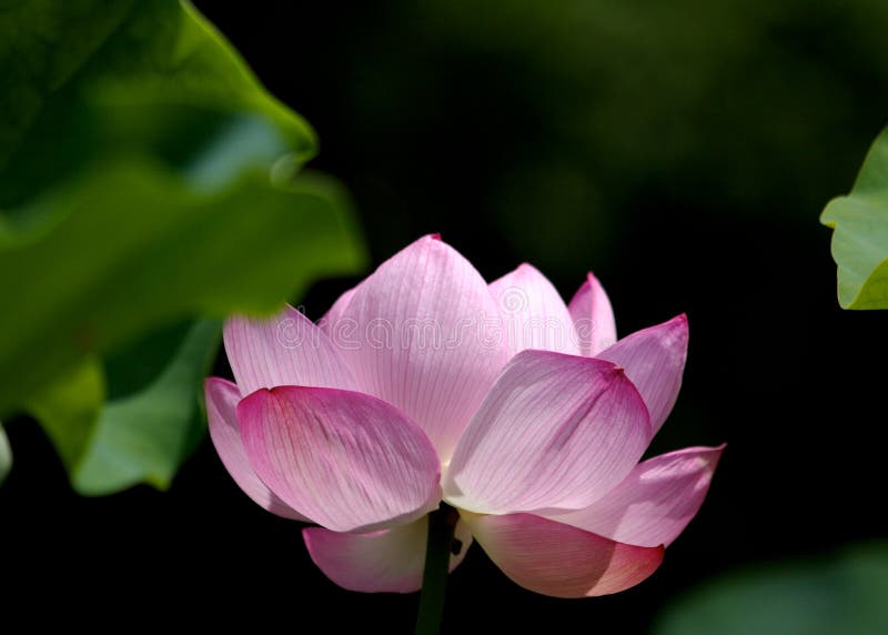 A pink lotus flower stock image. Image of leaf, nelumbonaceae - 49621977