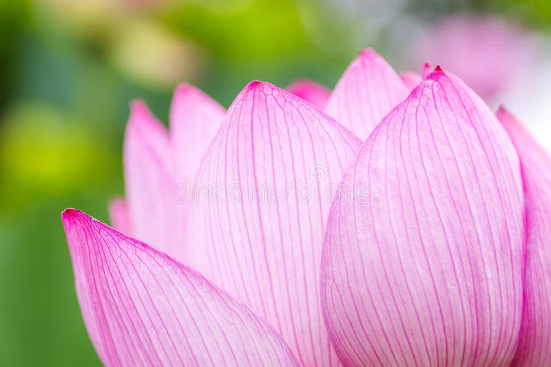 Pink lotus flower stock photo. Image of pink, plant, floral - 85943366