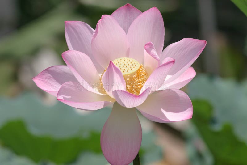 A Pink Lotus Flower at Lotus Field Pond Stock Image - Image of pink ...