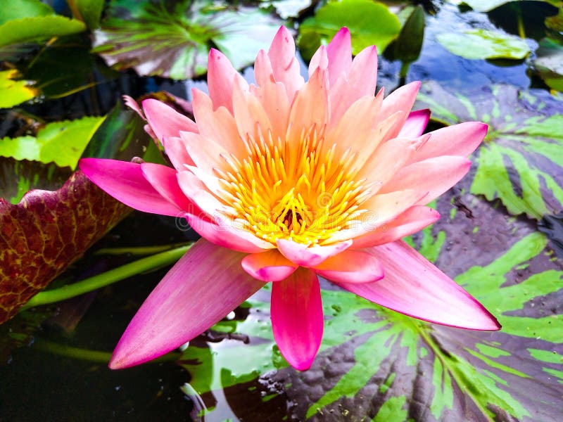 Pink Lotus Flower Float on the Basin Stock Image - Image of bloom ...