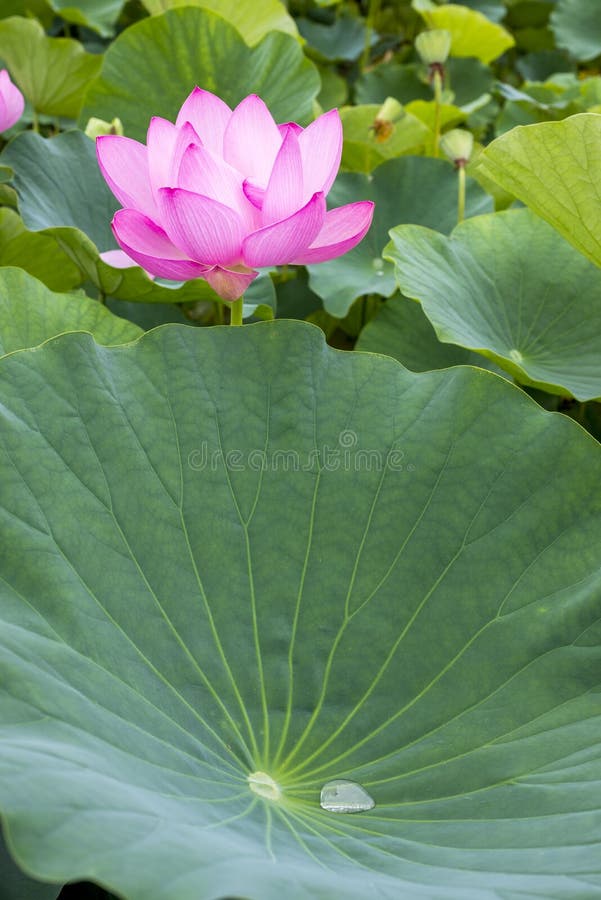 2,611 Lotus Flower Vertical Stock Photos - Free & Royalty-Free Stock ...